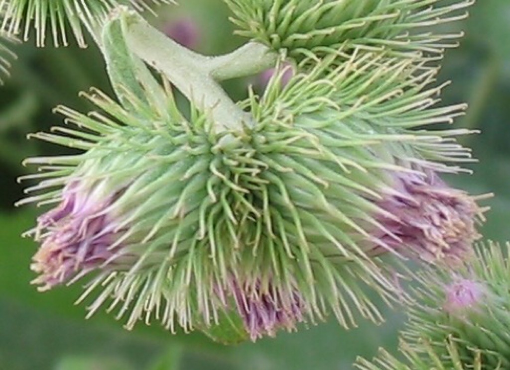 Burdock (Arctium spp.) ← Buds in the News